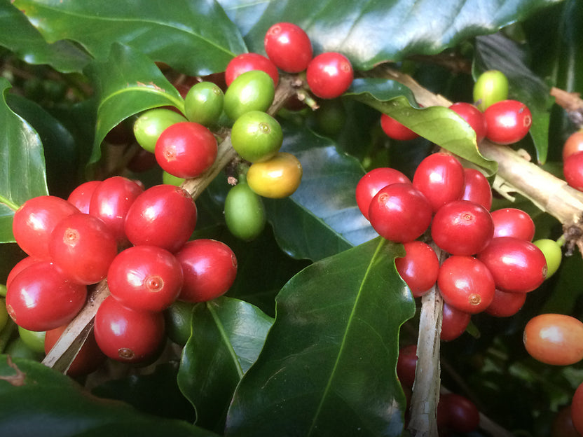 Sacred Burial Practices – LBD Coffee Times